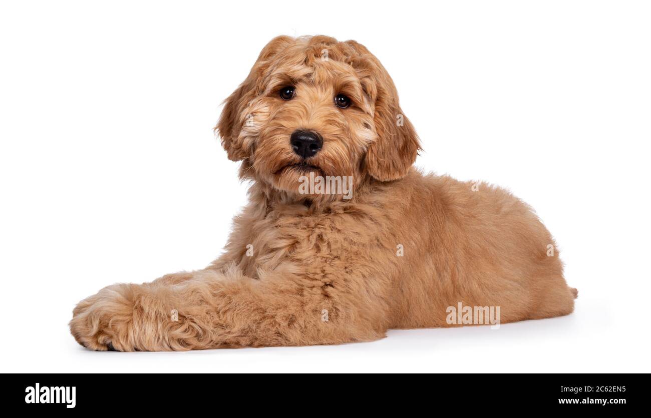Cute 4 months young Labradoodle dog, laying down side ways. Looking ...