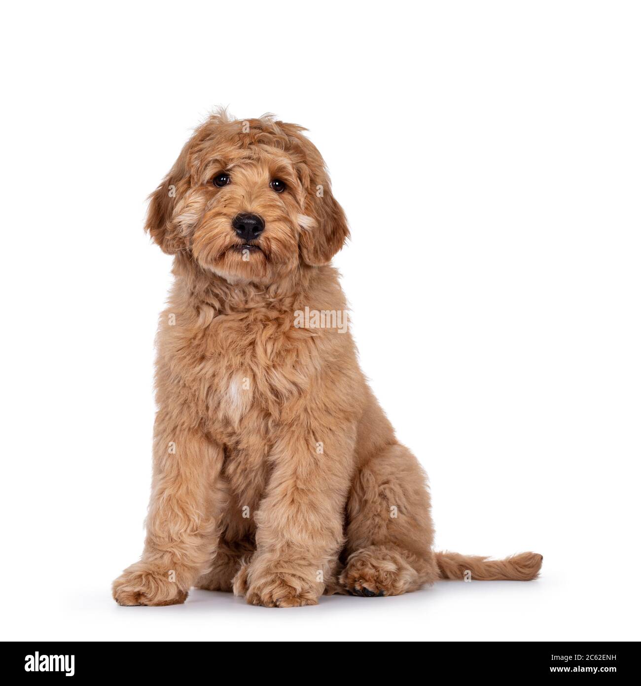 Cute 4 months young Labradoodle dog, sitting side ways. Looking at ...