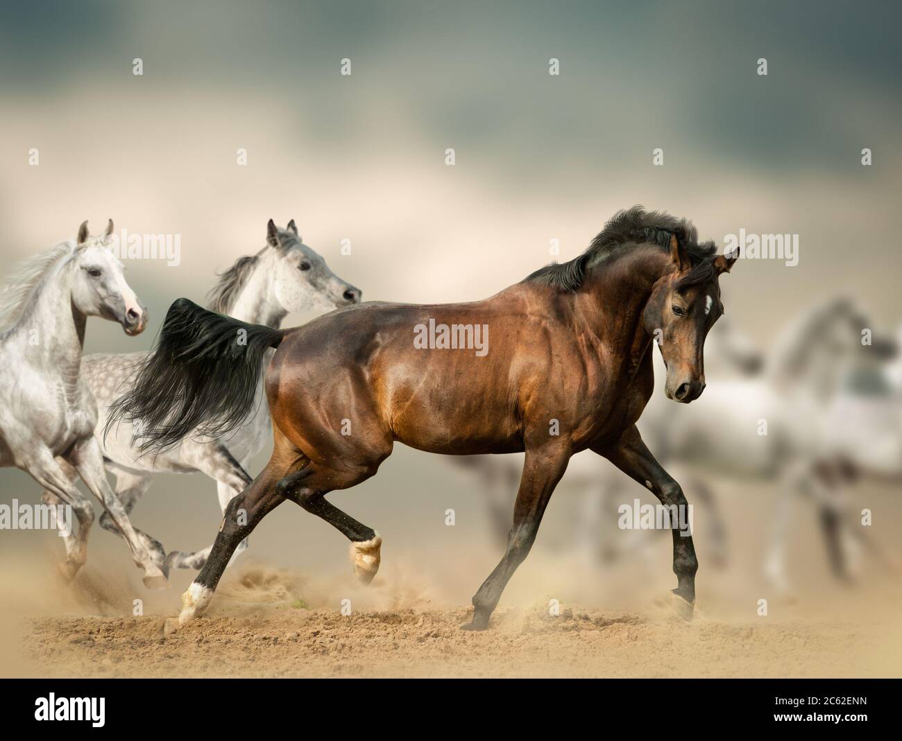 Beautiful horses in desert running wild Stock Photo - Alamy