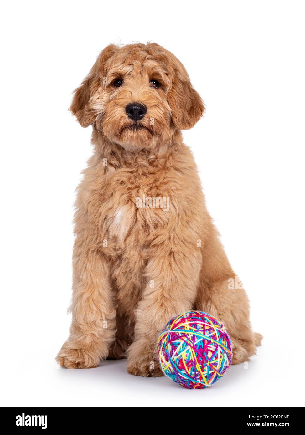 Cute 4 months young Labradoodle dog, sitting facing front with wire ...
