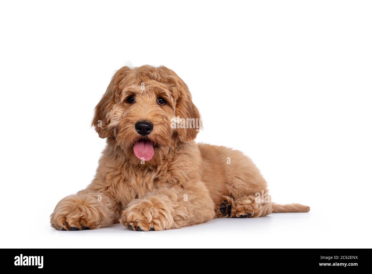 Cute 4 months young Labradoodle dog, laying down side ways. Looking ...