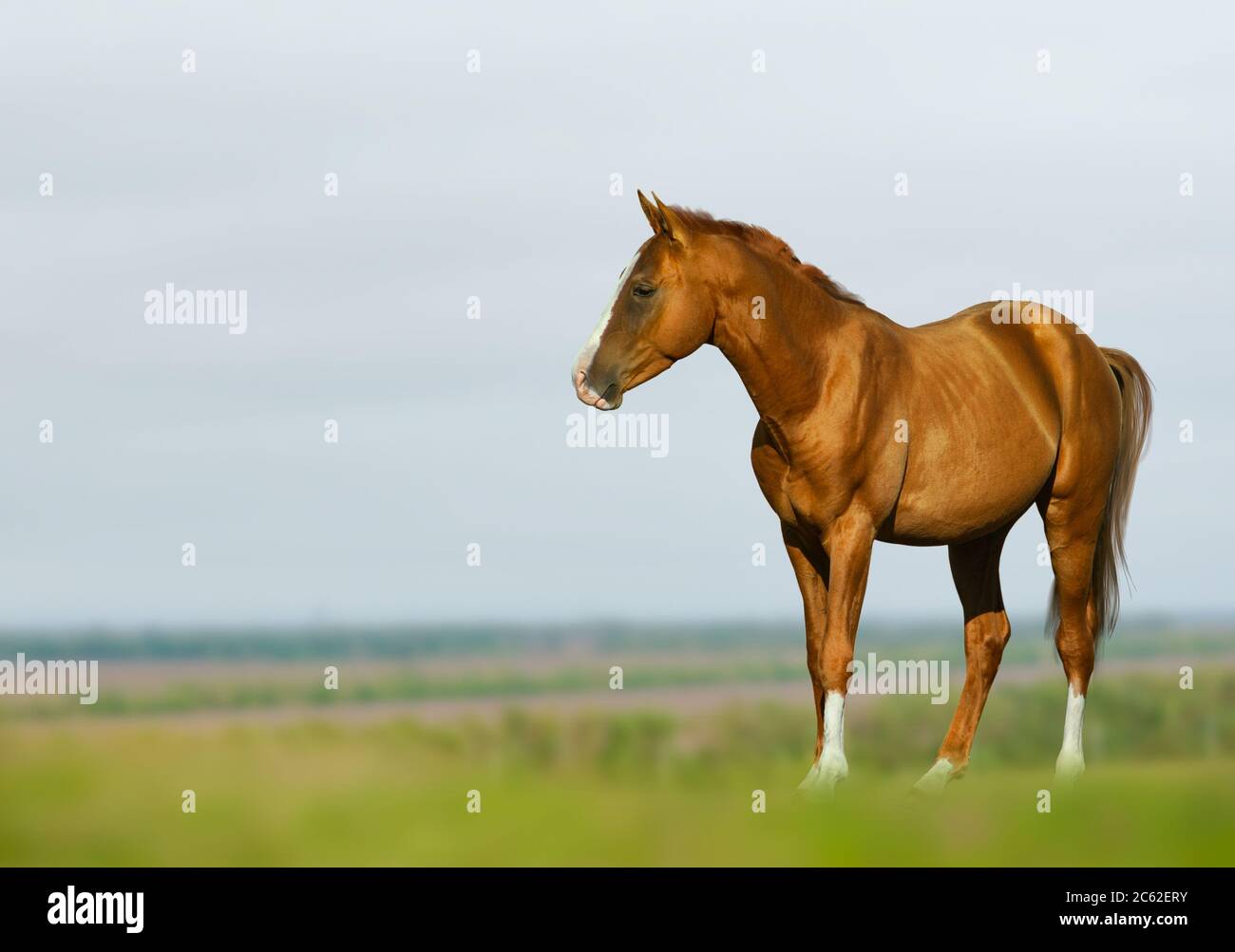 Beautiful young chestnut horse standing hi-res stock photography and ...