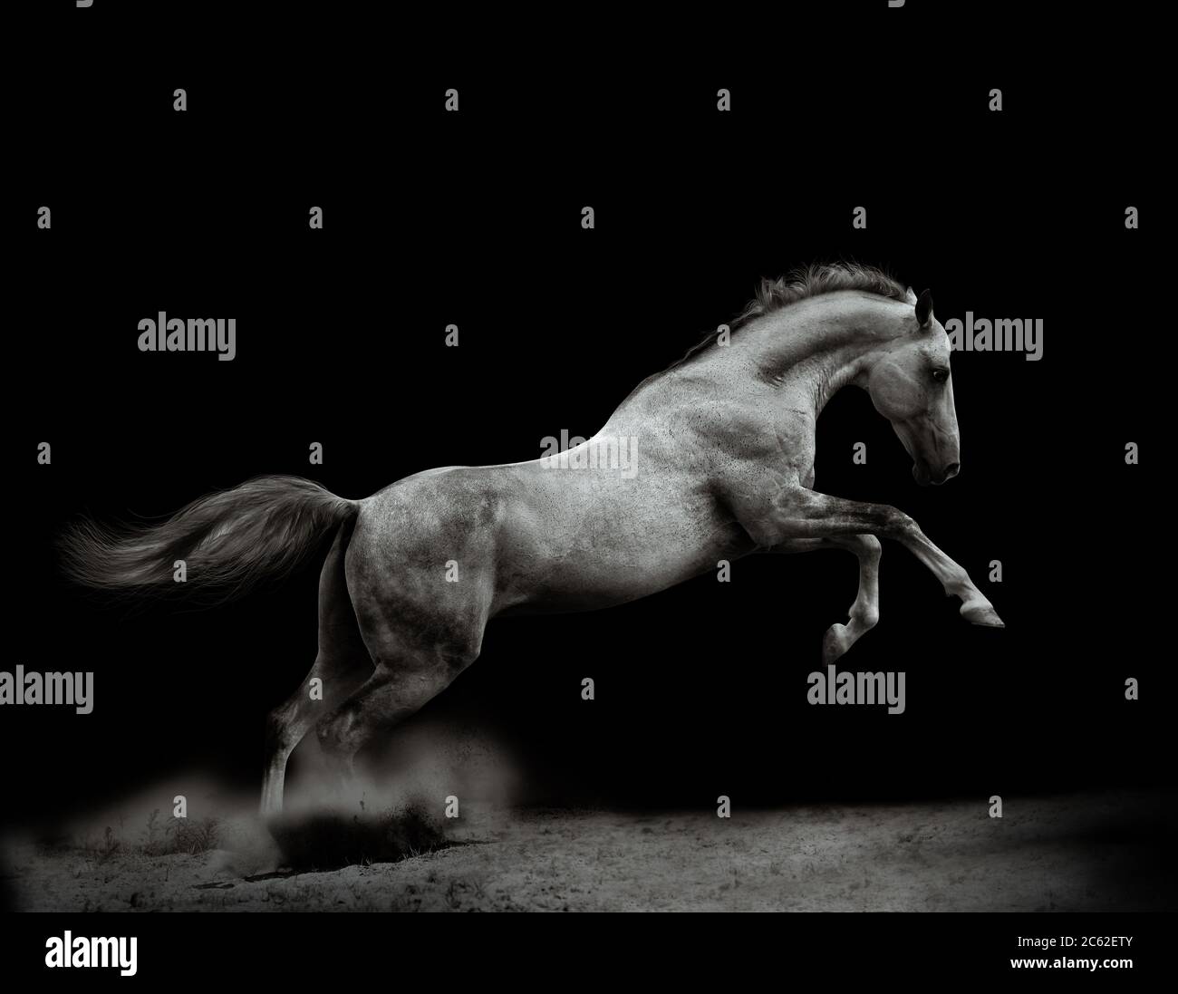 Silver stallion hi-res stock photography and images - Alamy