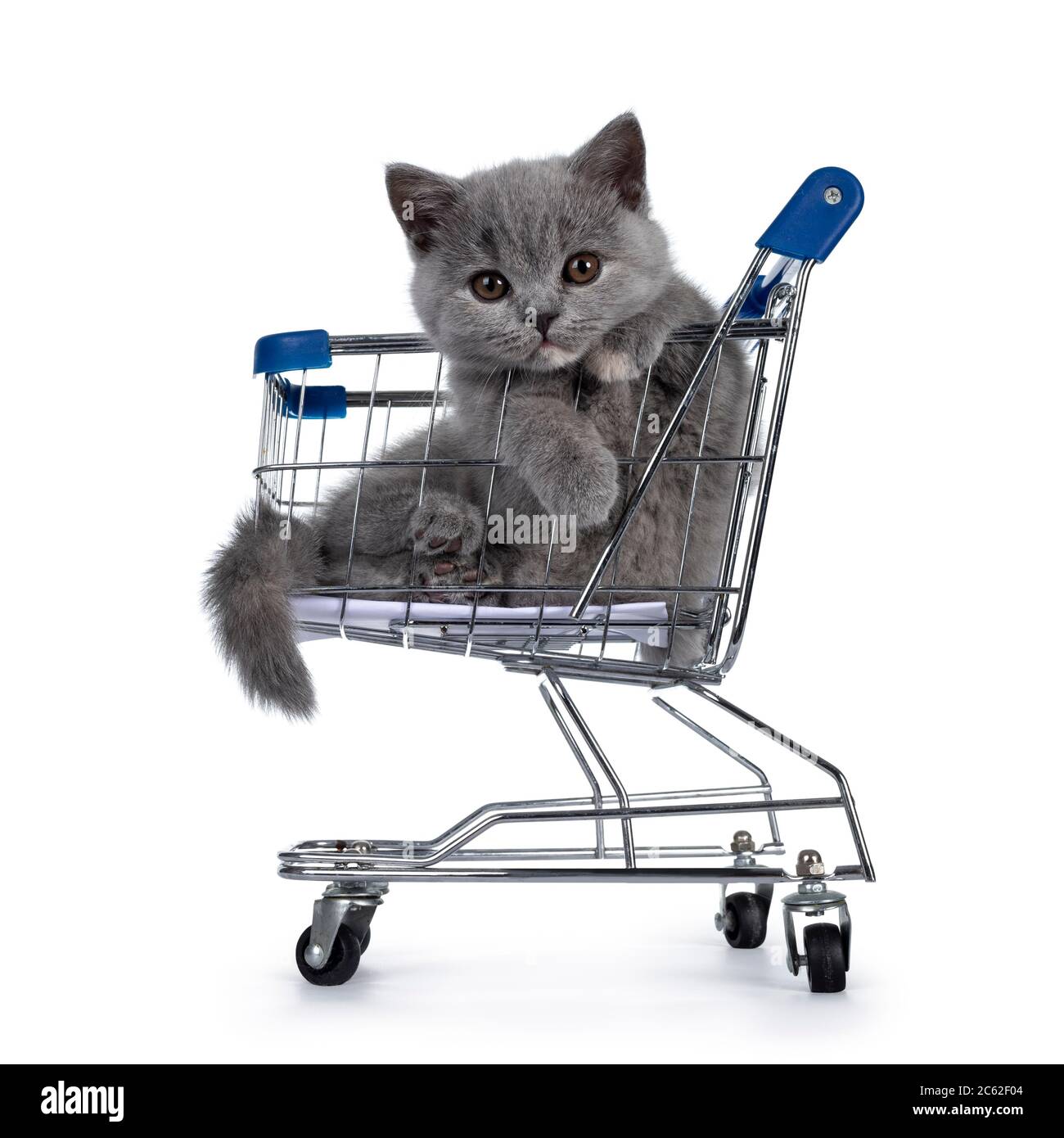 Cute small blue tortie British Shorthair cat kitten, hanging in mini ...