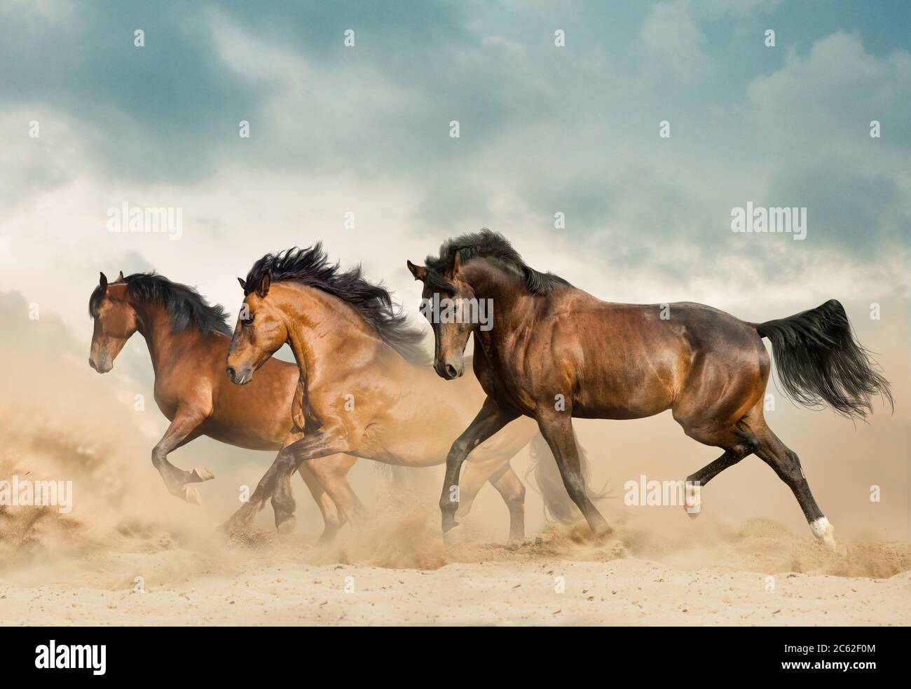Beautiful Horses Running