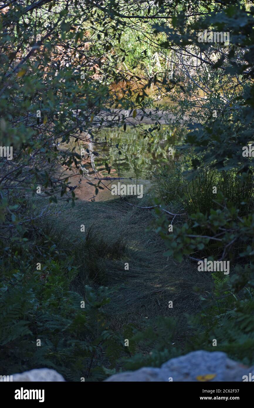 Lake Through Trees Stock Photo - Alamy