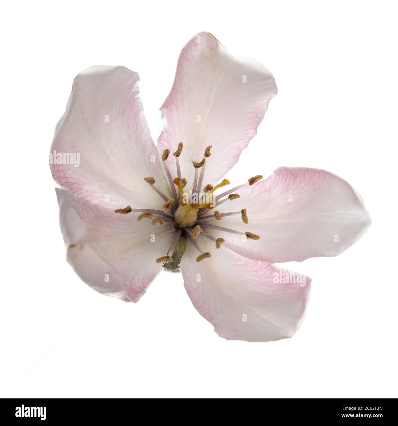 Top view of single pink apple blossom flower, isolated on white ...