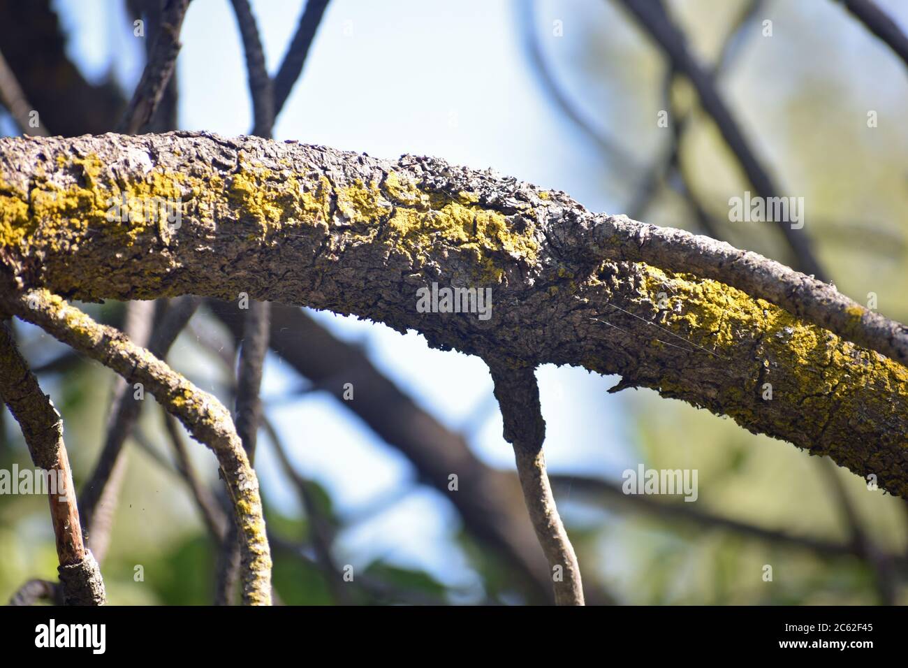 Tree Bark Close Up Stock Photo - Alamy