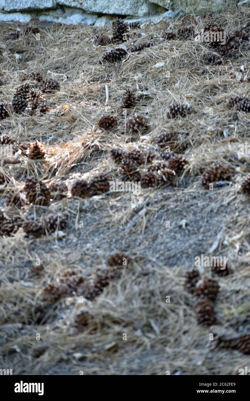 Floating pine needles hi-res stock photography and images - Alamy