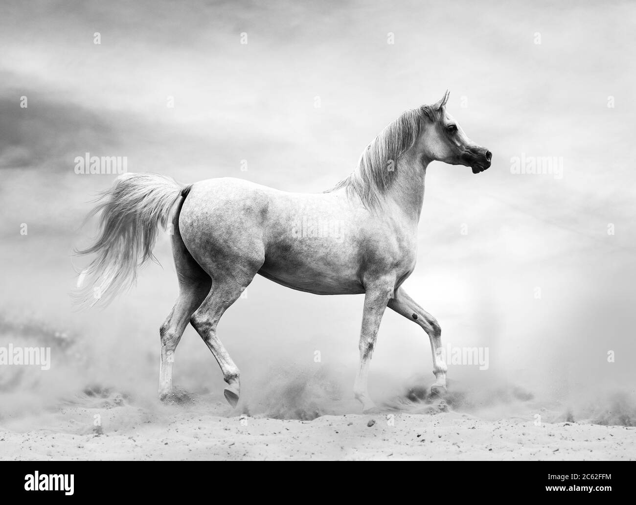Black Arabian Horse Desert