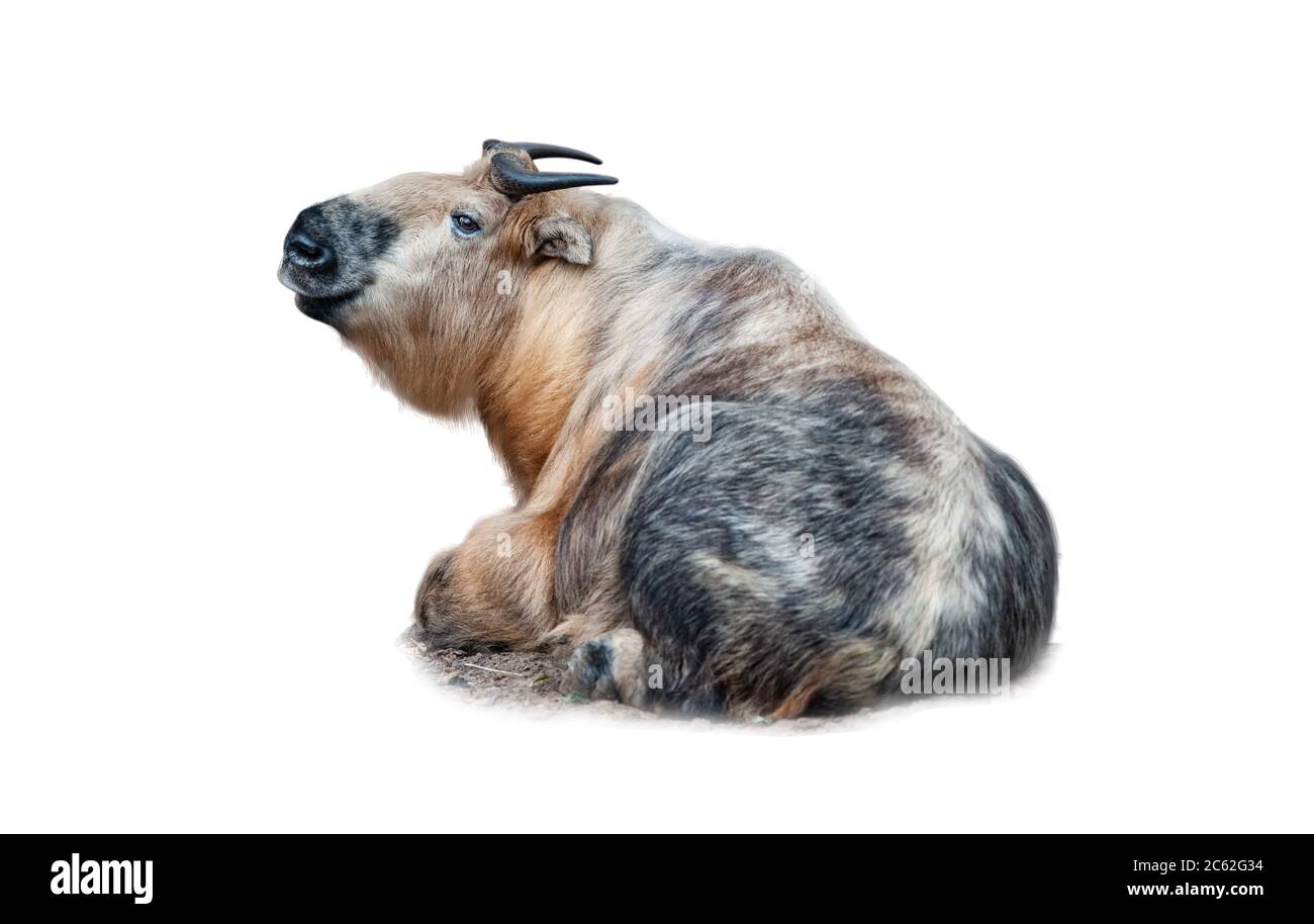 Chinese takin isolated over a white background Stock Photo - Alamy