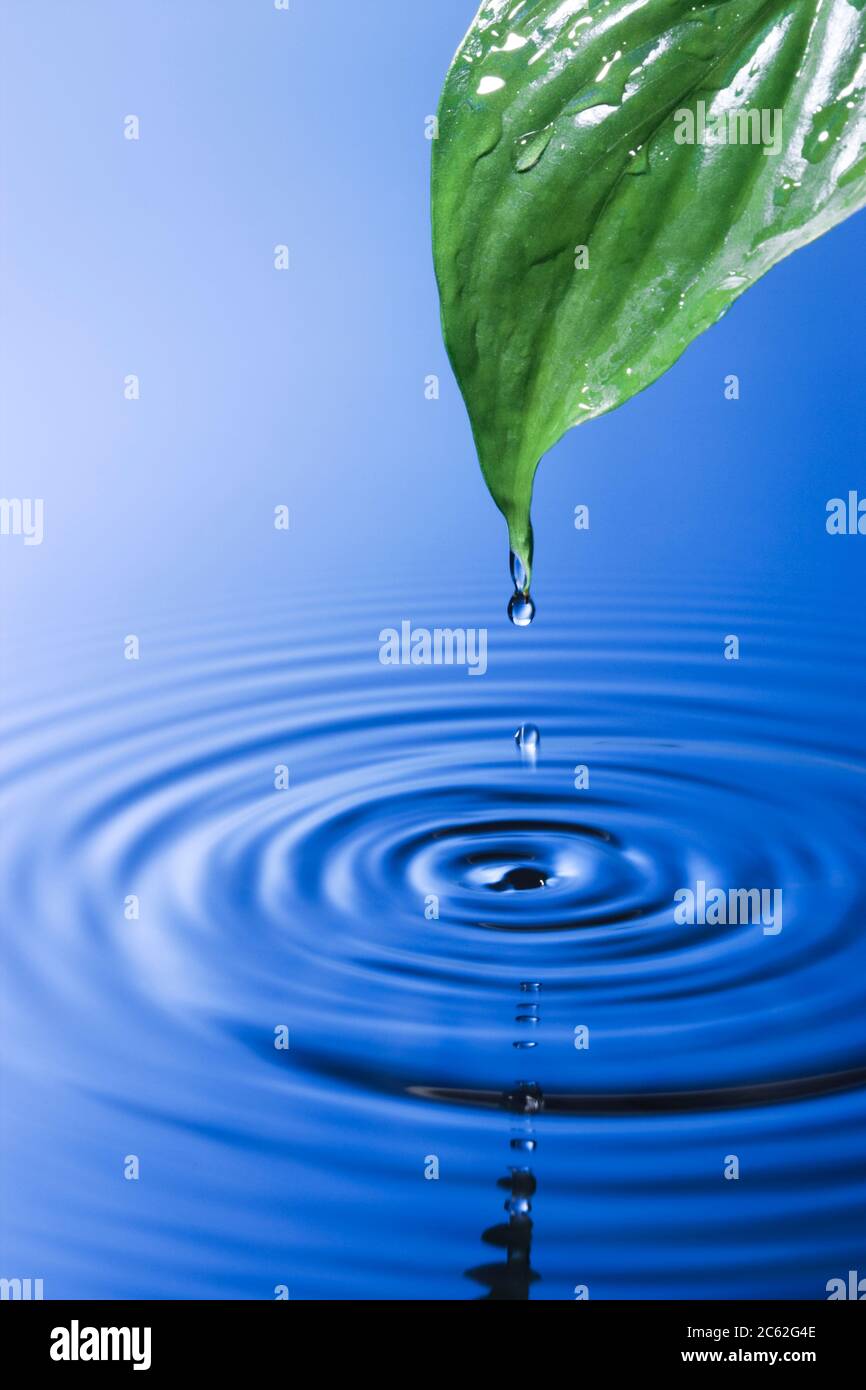 Water droplet falling from leaf causing ripples Stock Photo - Alamy