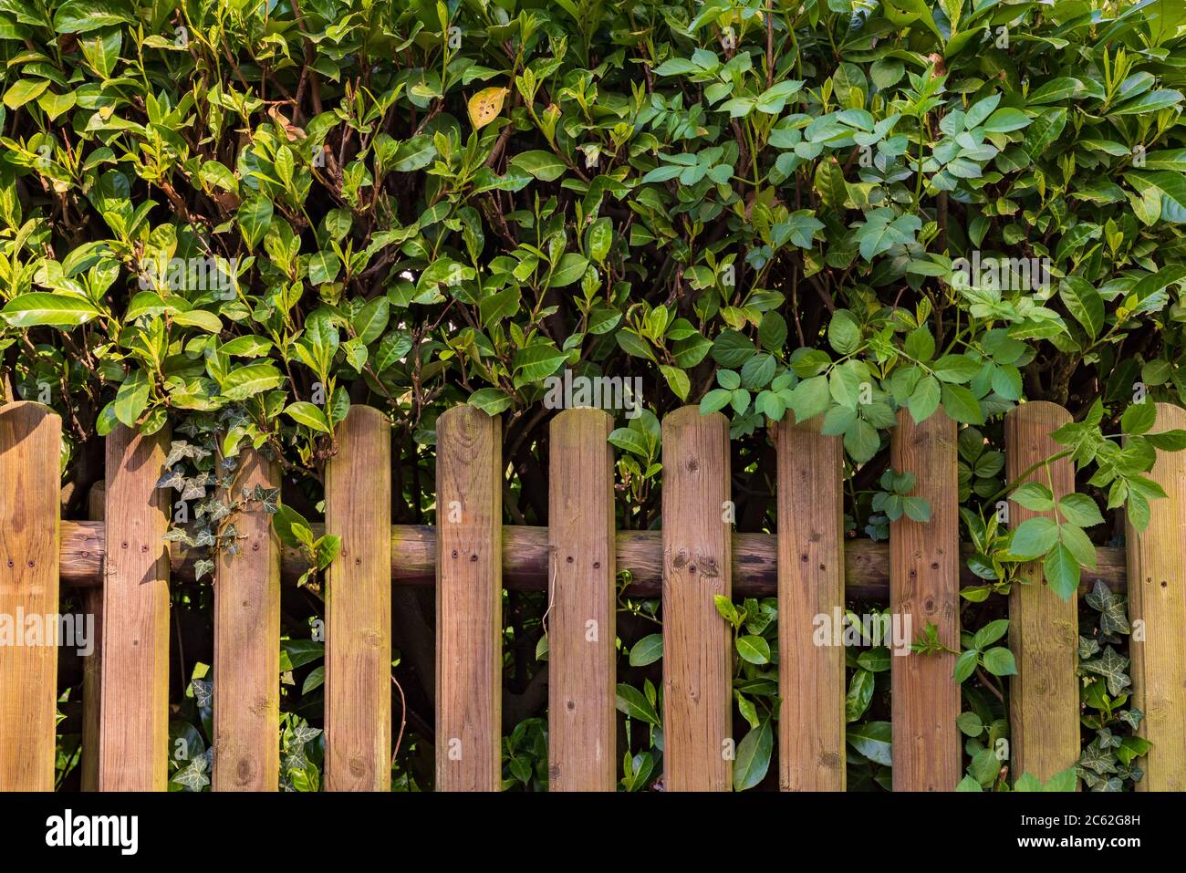 Laurel hedge hi-res stock photography and images - Alamy