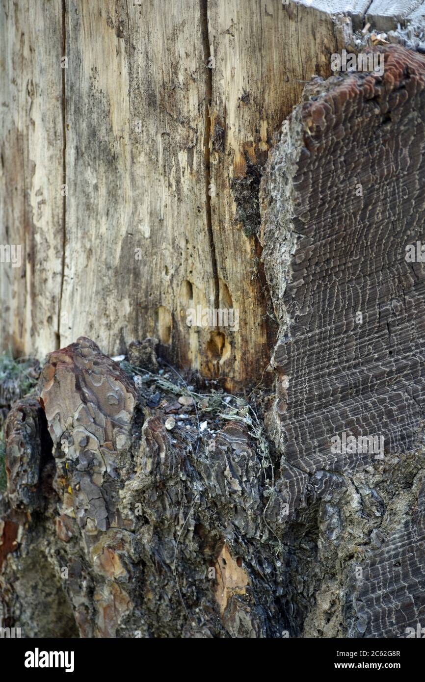 Tree Bark Close Up Stock Photo - Alamy