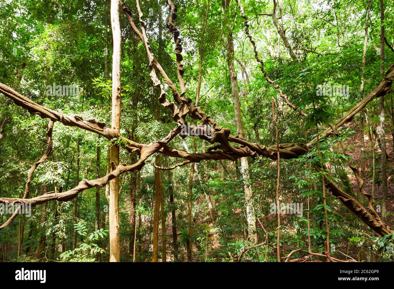 Giant Liana in Kandy Udawatta Kele Royal Forest Park or Udawattakele ...