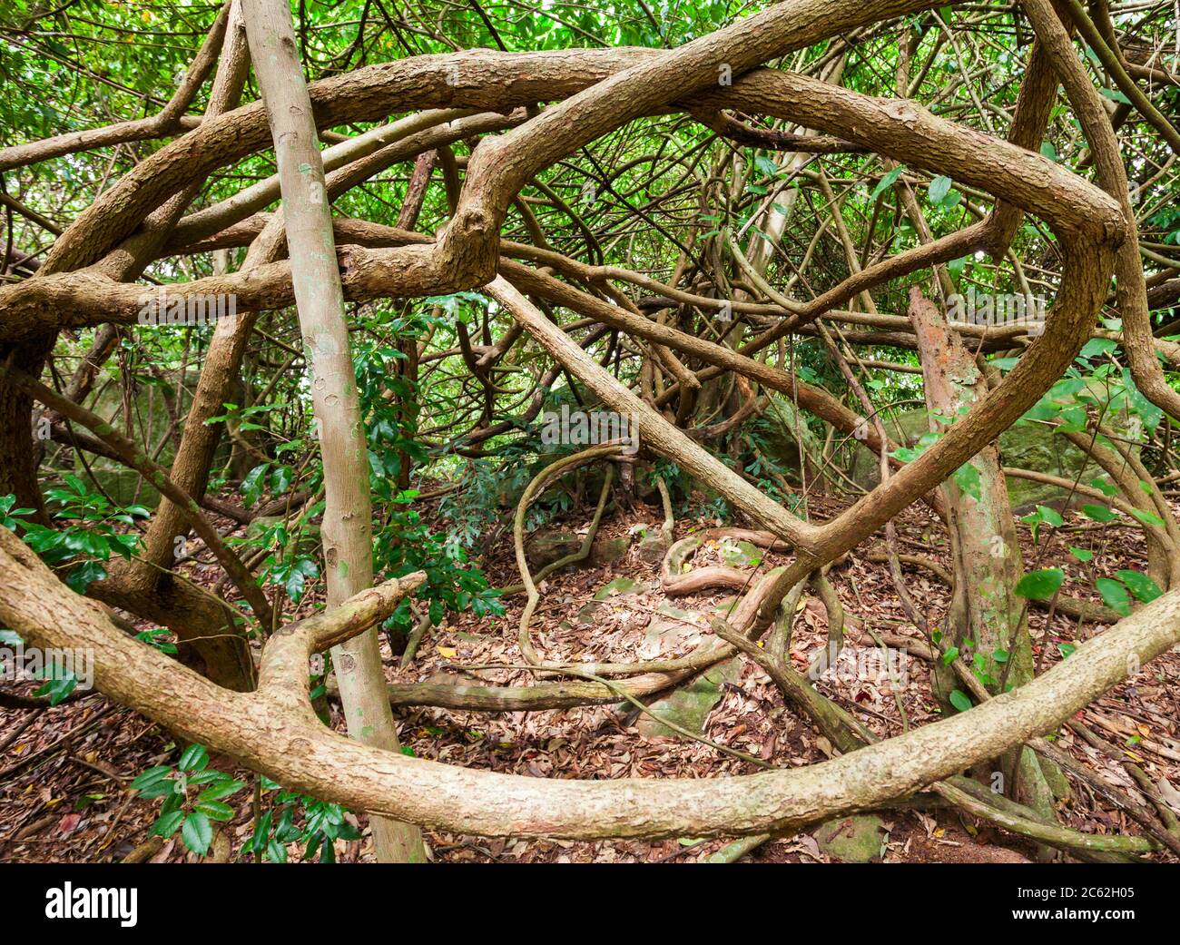 Giant Liana in Kandy Udawatta Kele Royal Forest Park or Udawattakele ...