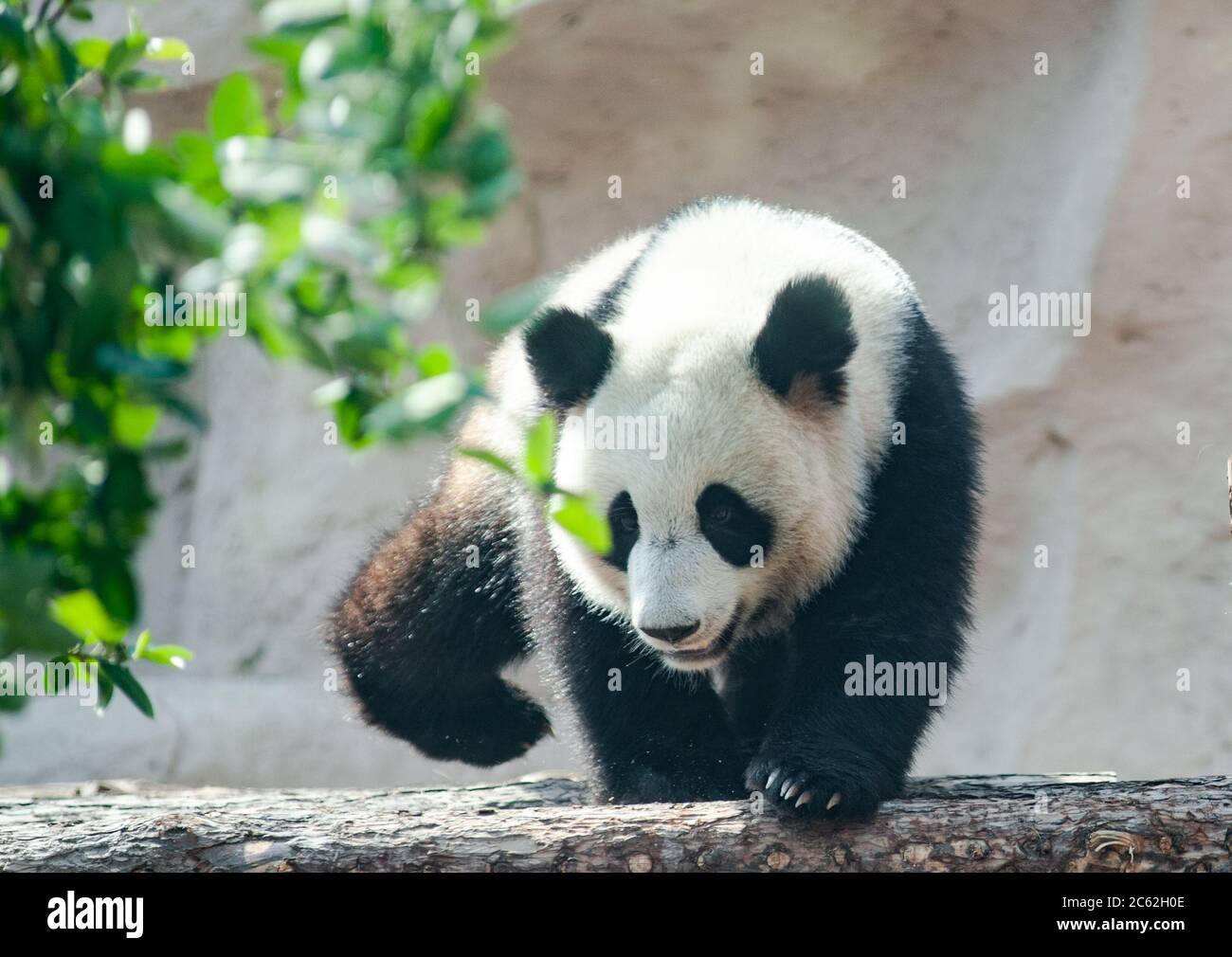 Panda nose hi-res stock photography and images - Alamy