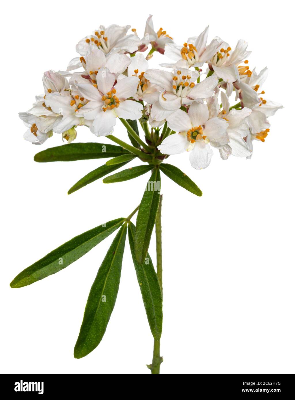 Side view of white Oleander blooming branch. Isolated on white ...