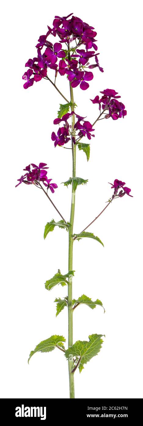 Side view of pink / purple Lunaria Annua blooming branch. Isolated on ...