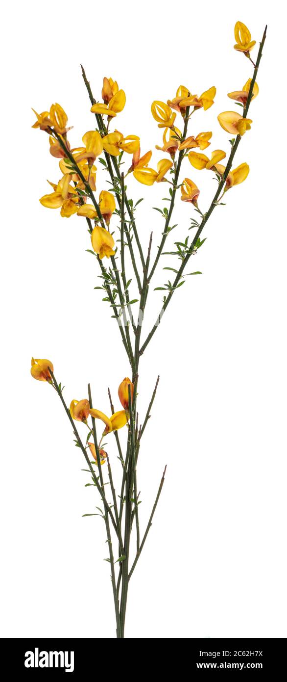 Side view of yellow blooming Broom branch. Isolated on white background ...