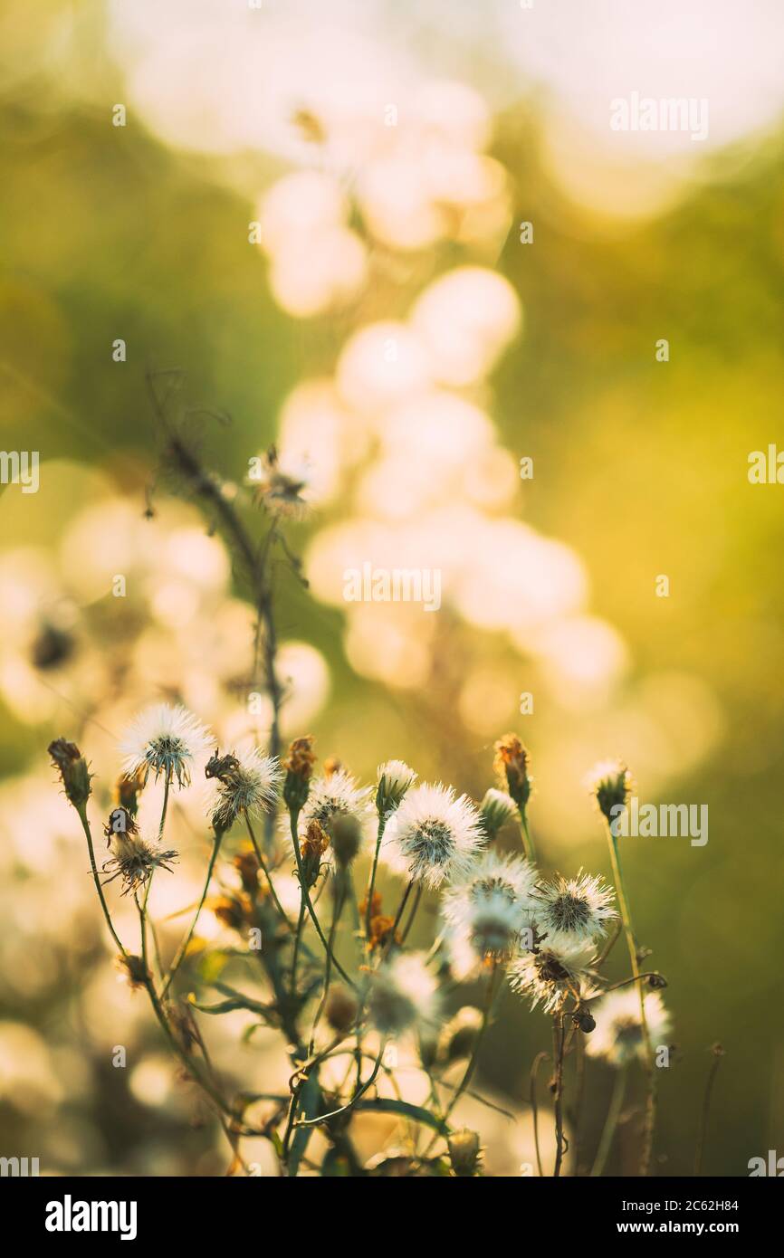 Dry Flowers Of Conyza Sumatrensis. Guernsey Fleabane, Fleabane, Tall ...