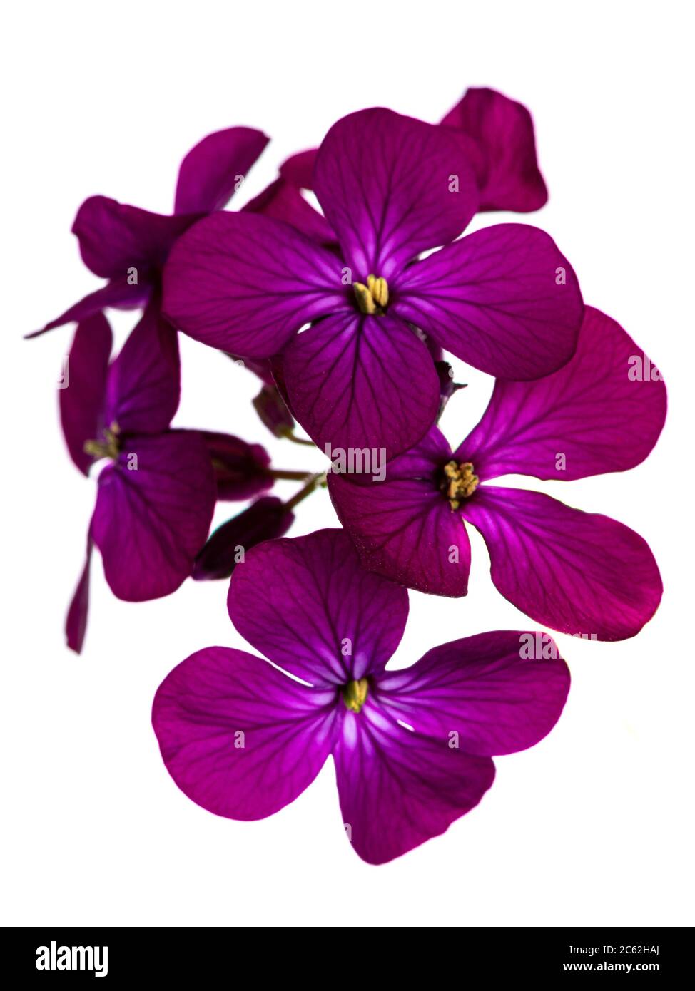Top view of pink / purple Lunaria Annua blooming branch. Isolated on ...