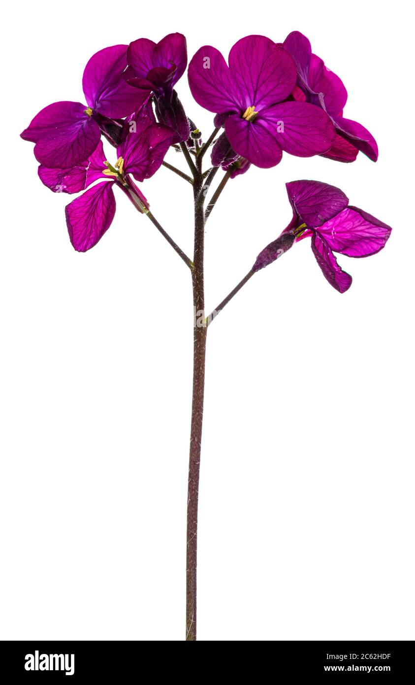 Side view of pink / purple Lunaria Annua blooming branch. Isolated on ...