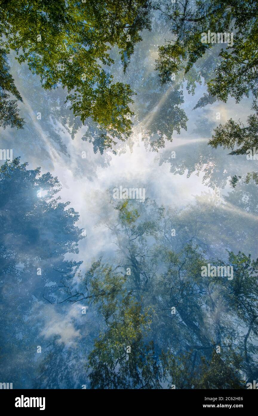 Magnificent oak trees hi-res stock photography and images - Alamy