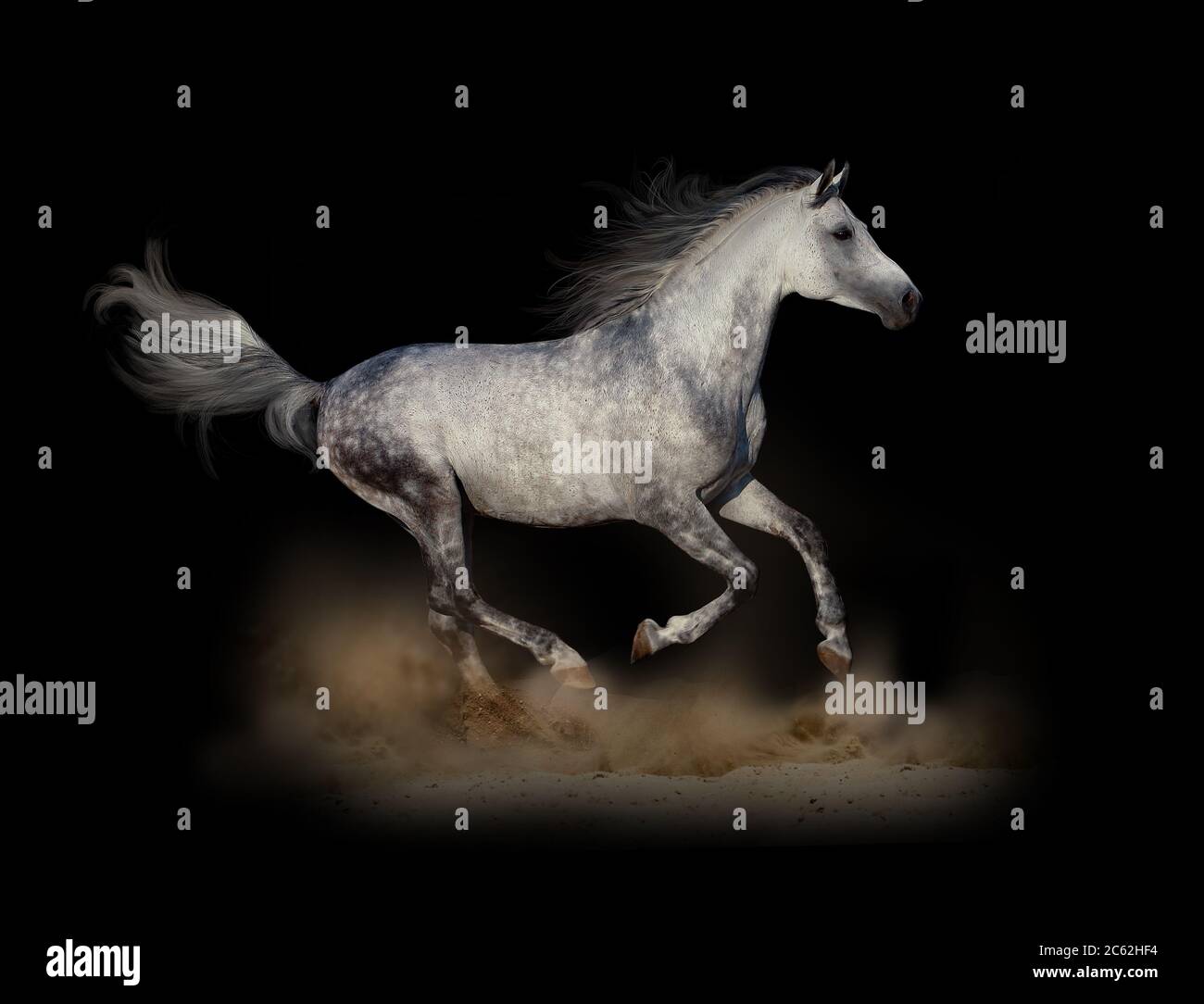 Arabian stallion runs fast in dark in the dust Stock Photo - Alamy