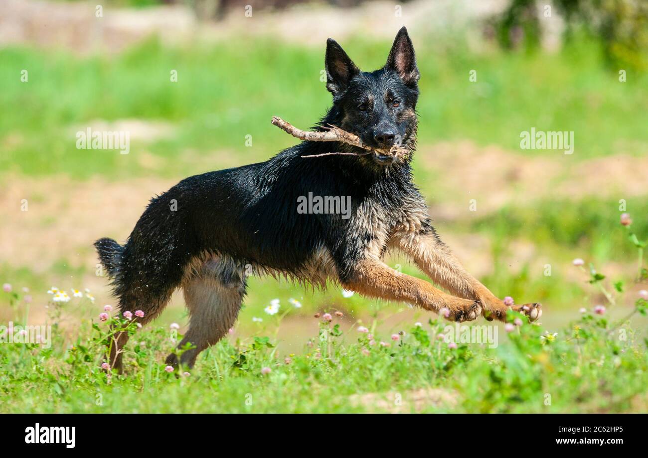German shepherd running with stick in mouth in the green field Stock ...