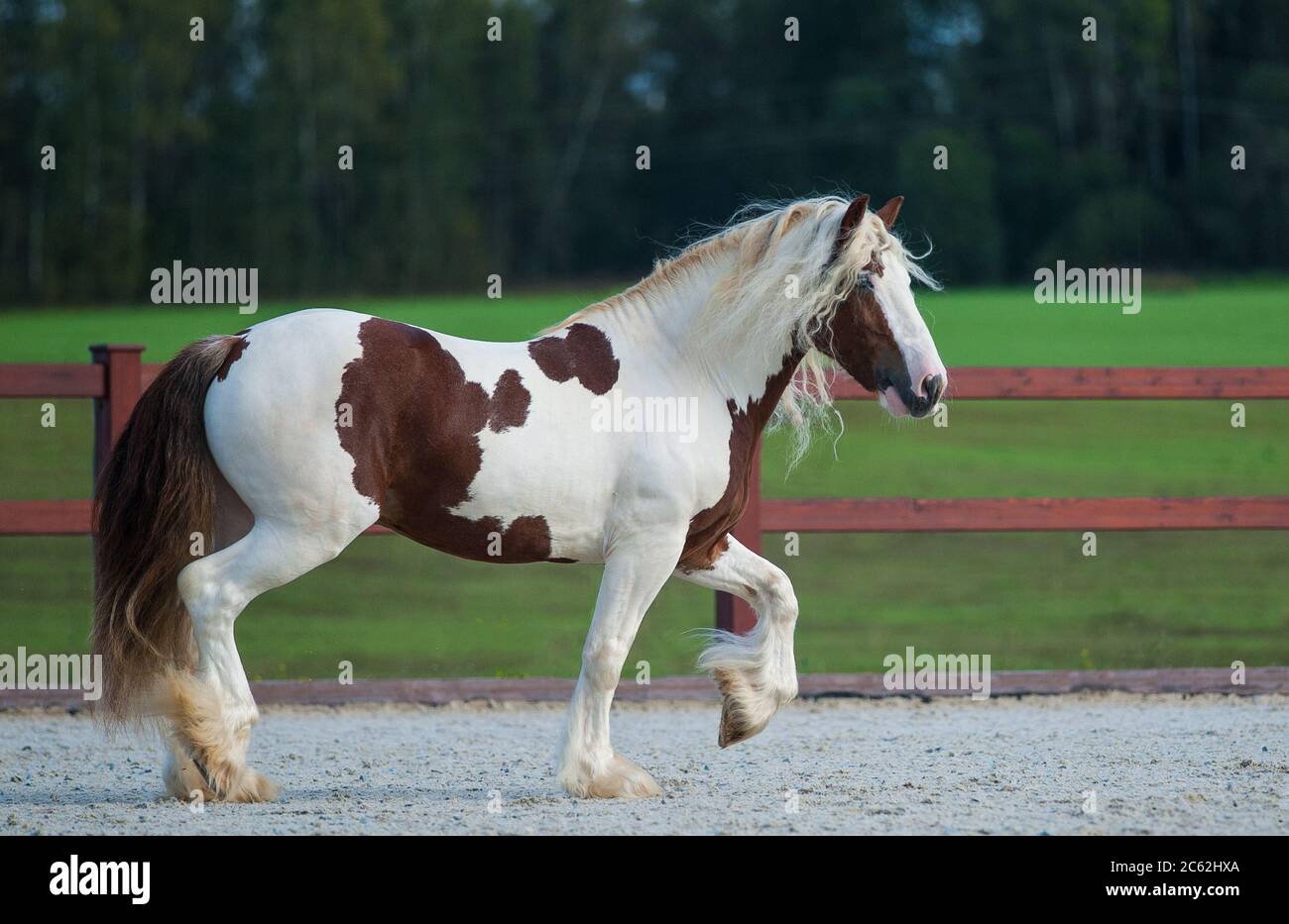 Irish cob hi-res stock photography and images - Alamy