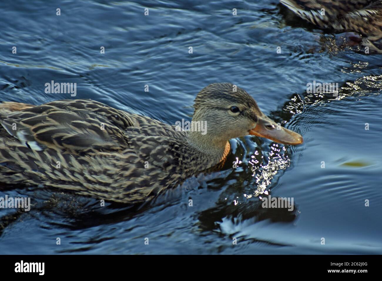 Teal Feather Mallard Duck Stock Photo - Alamy
