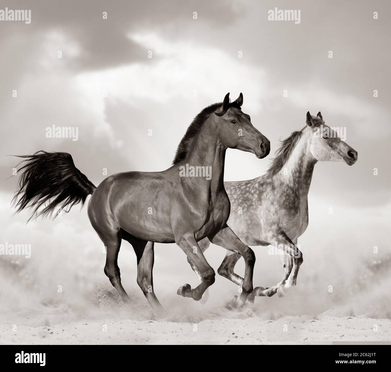 Beautiful arabian horse in desert running. Toned image Stock Photo - Alamy