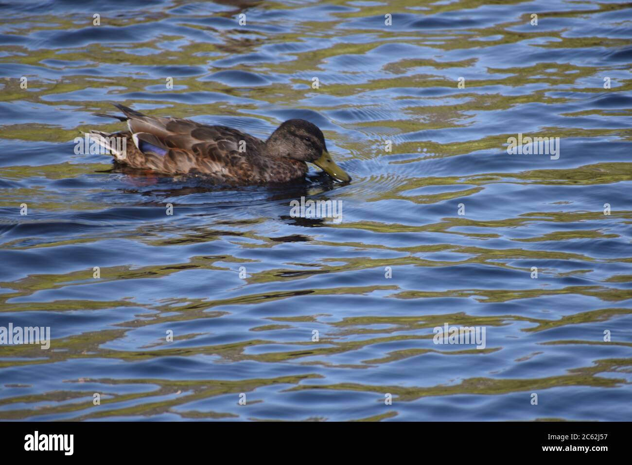 Teal Feather Mallard Duck Stock Photo - Alamy