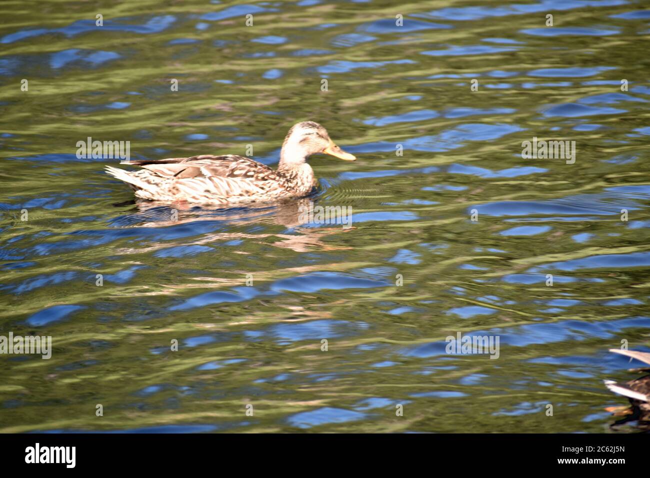Teal Feather Mallard Duck Stock Photo - Alamy