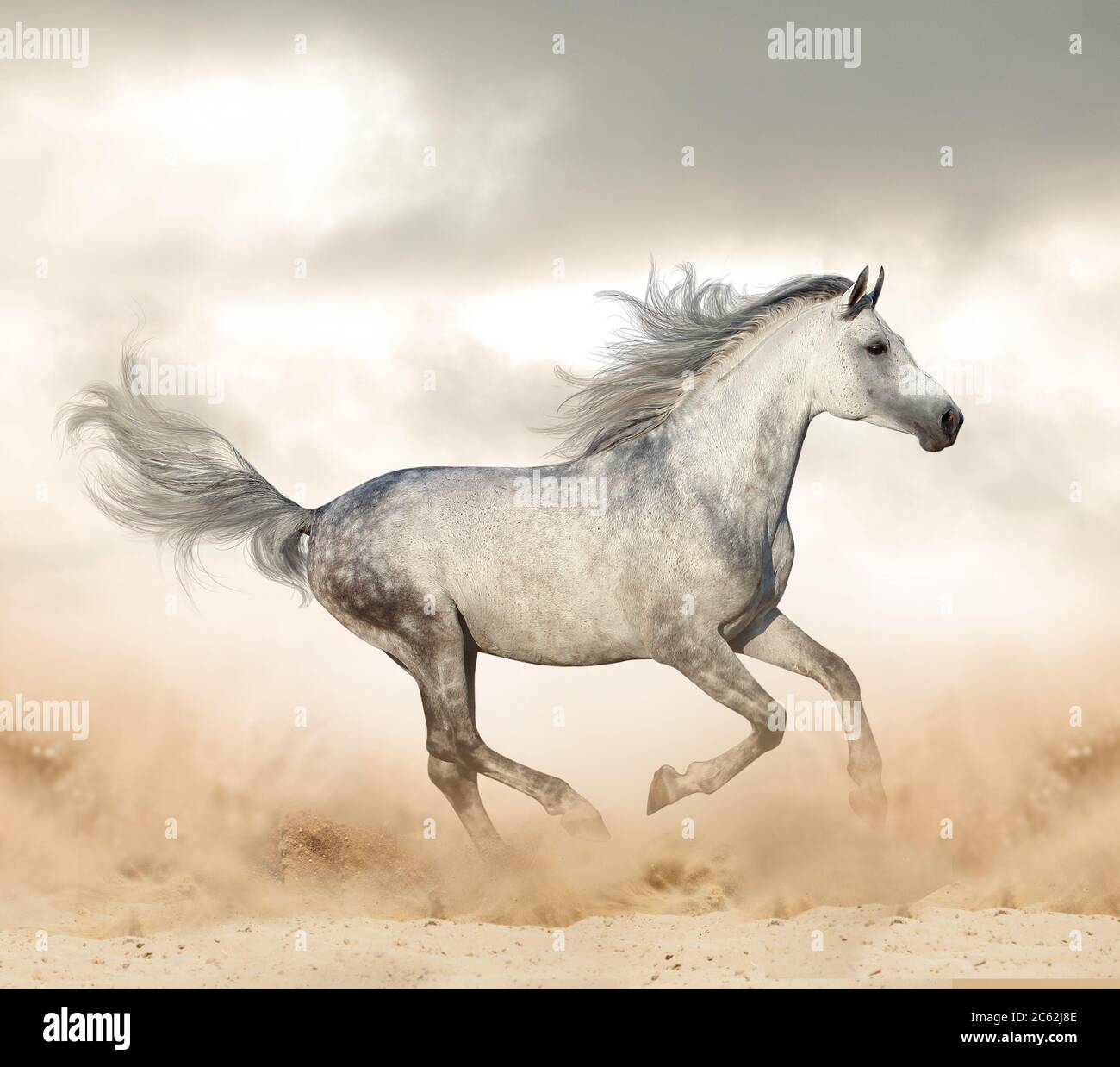 Beautiful arabian stallion in desert runninf wild Stock Photo - Alamy