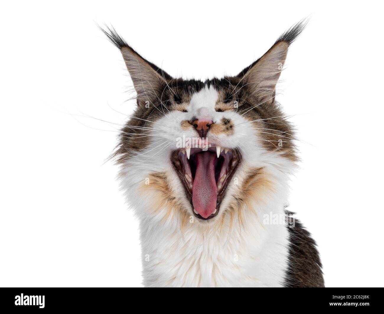 Head shot of very handsome young bicolor ticked yawning Maine Coon cat ...