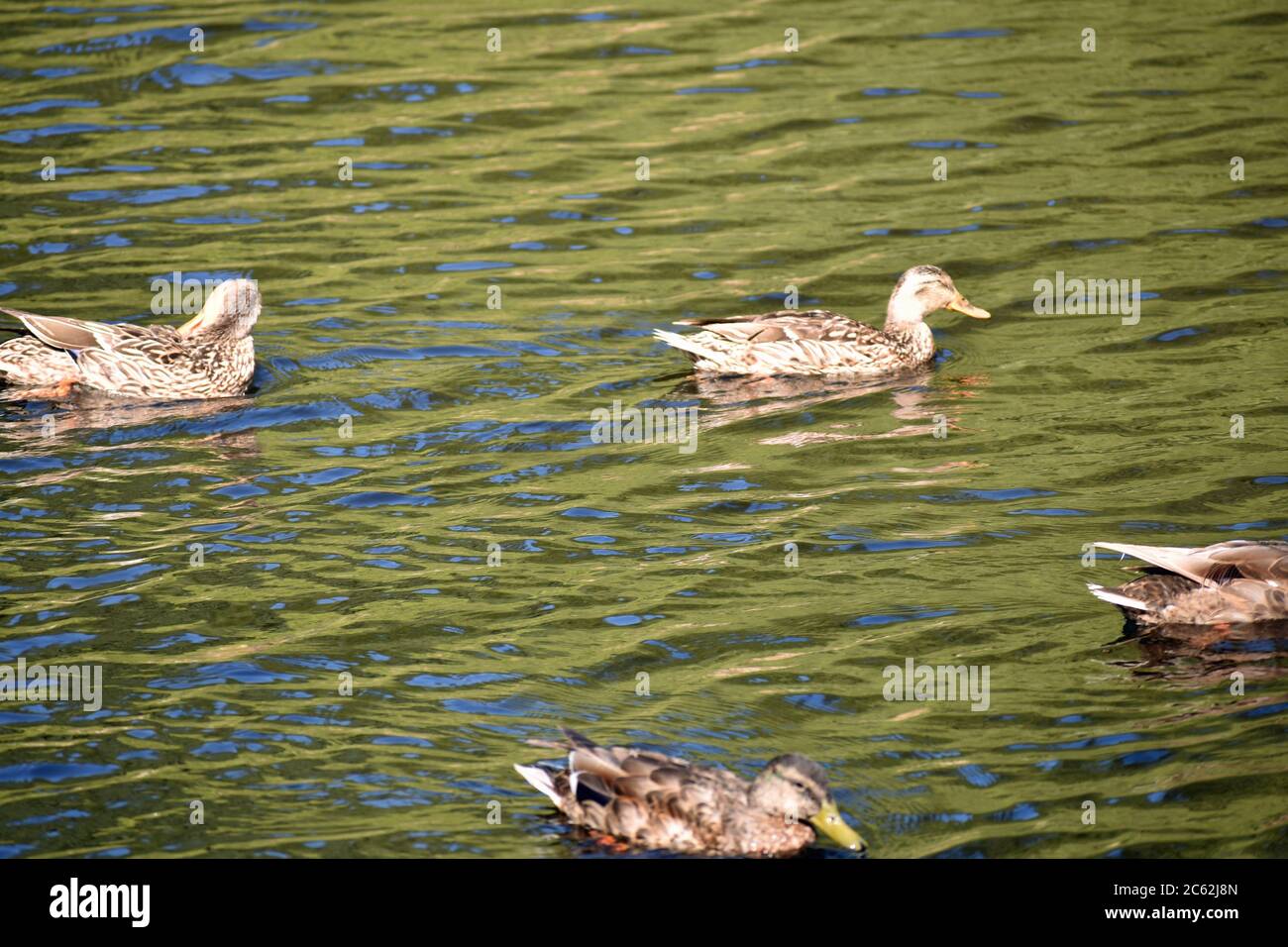 Mallard Teal Feather Ducks Stock Photo - Alamy