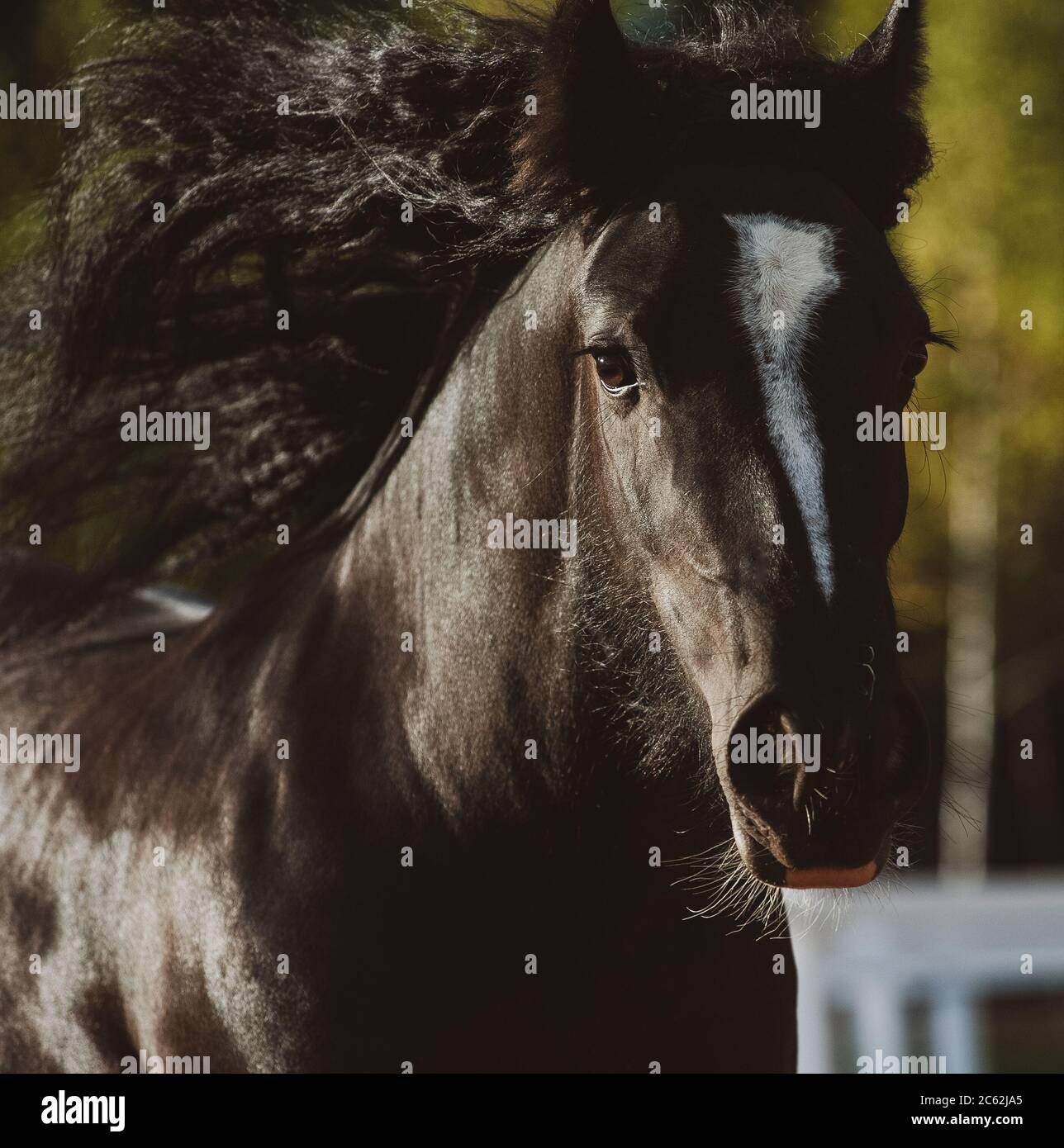 Raven horse hi-res stock photography and images - Alamy