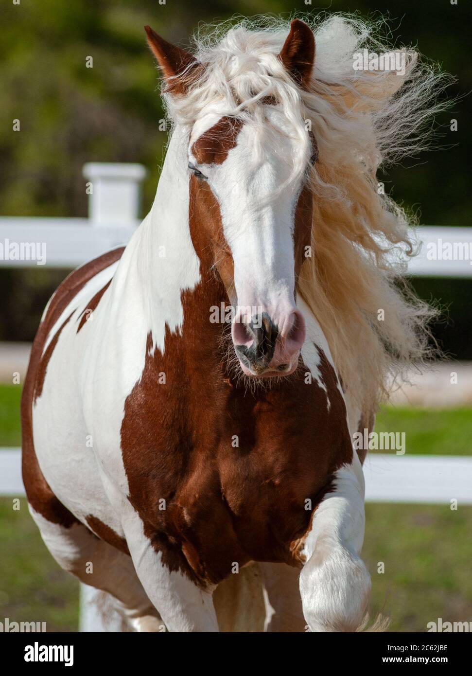 Running long mained gypsy cob front view Stock Photo - Alamy