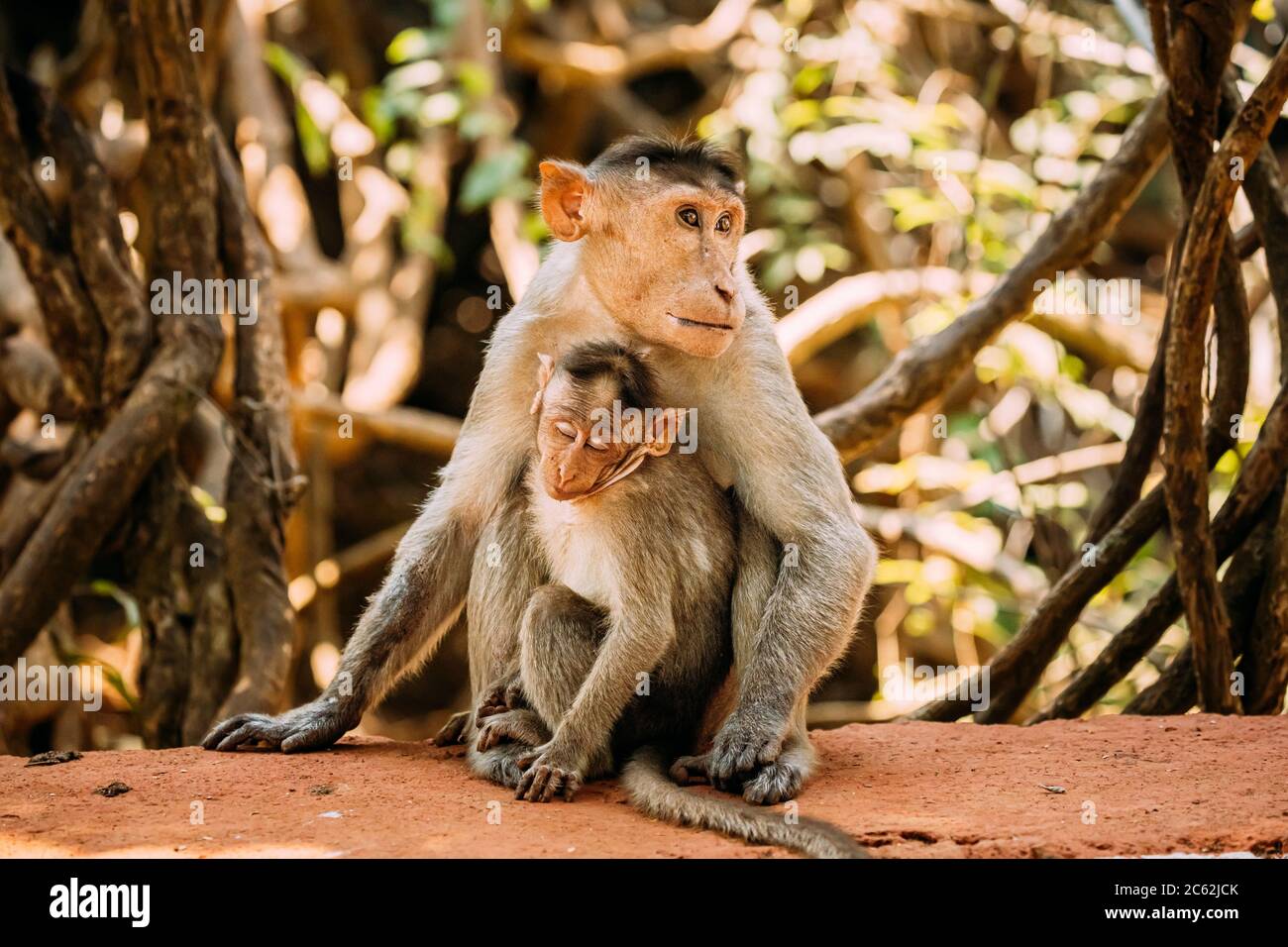 Bonnet macaque baby hi-res stock photography and images - Alamy