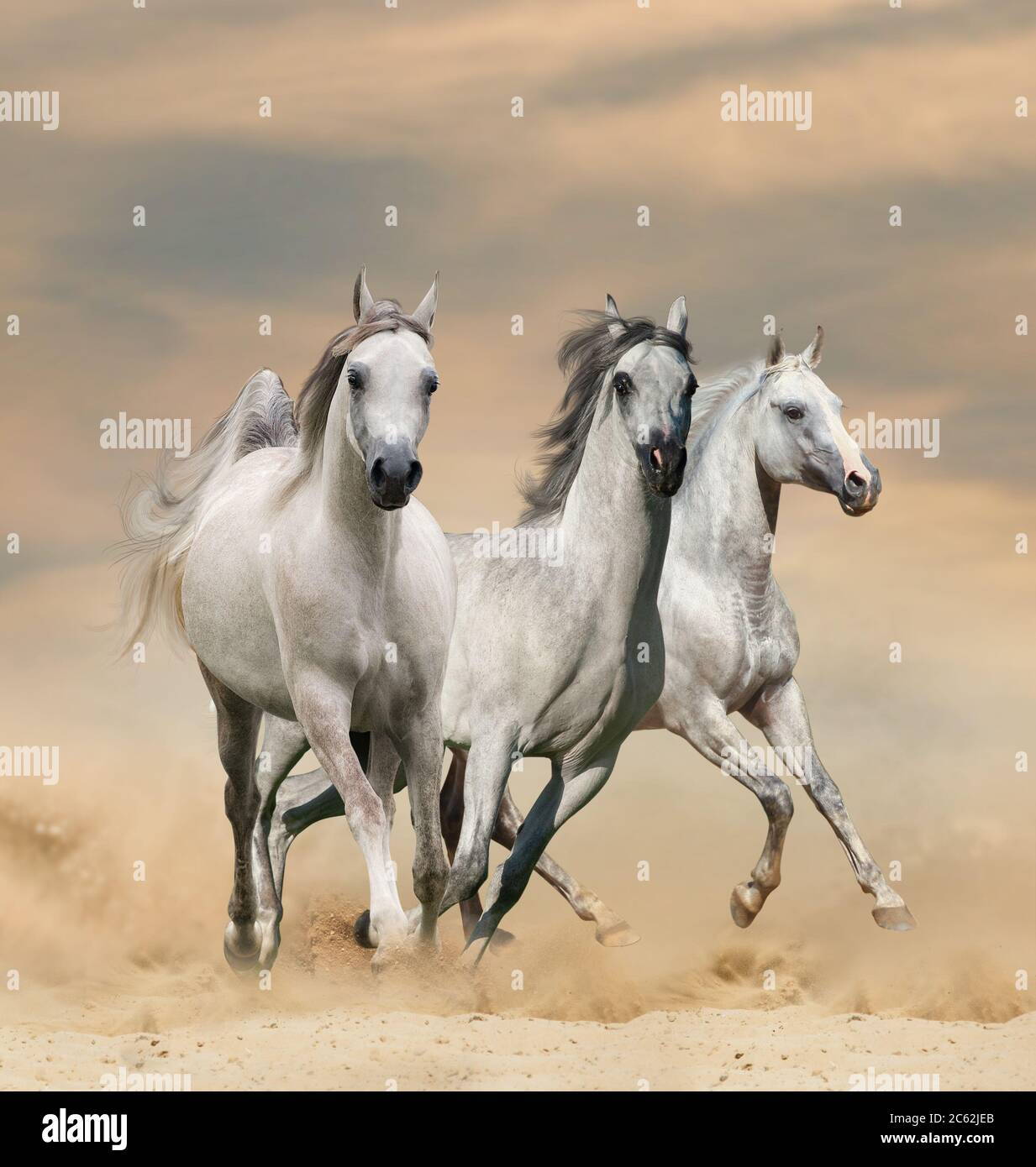 Wild Arabian Horse Pictures