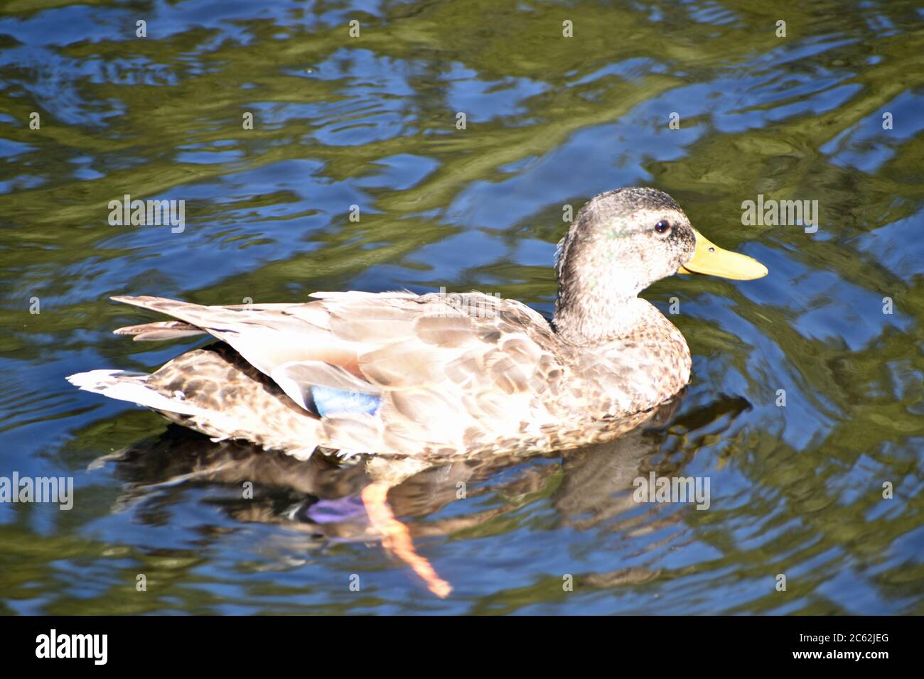Teal Feather Mallard Duck Stock Photo - Alamy
