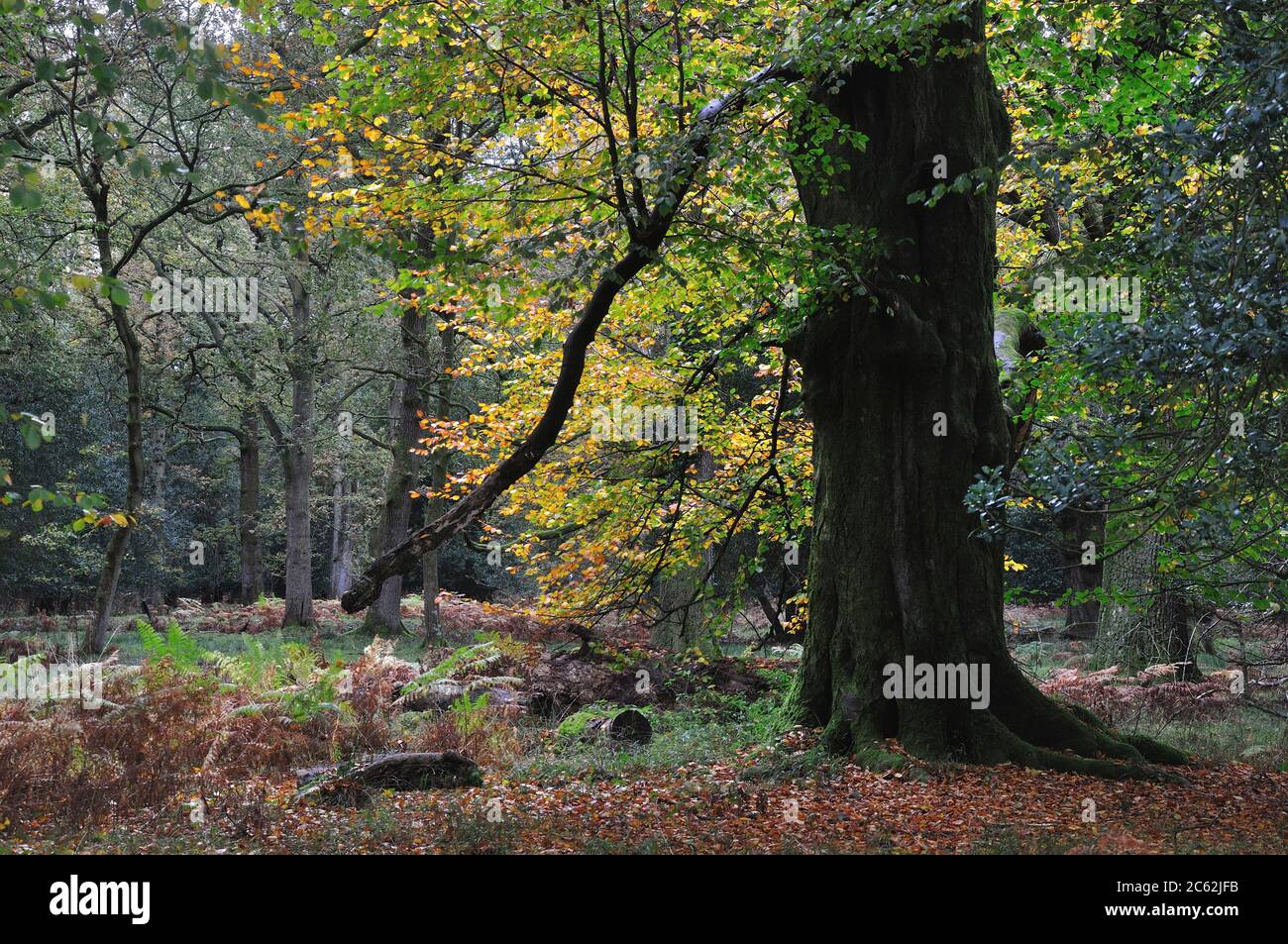 Great Kensley inclosure, Forest of Dean Stock Photo - Alamy
