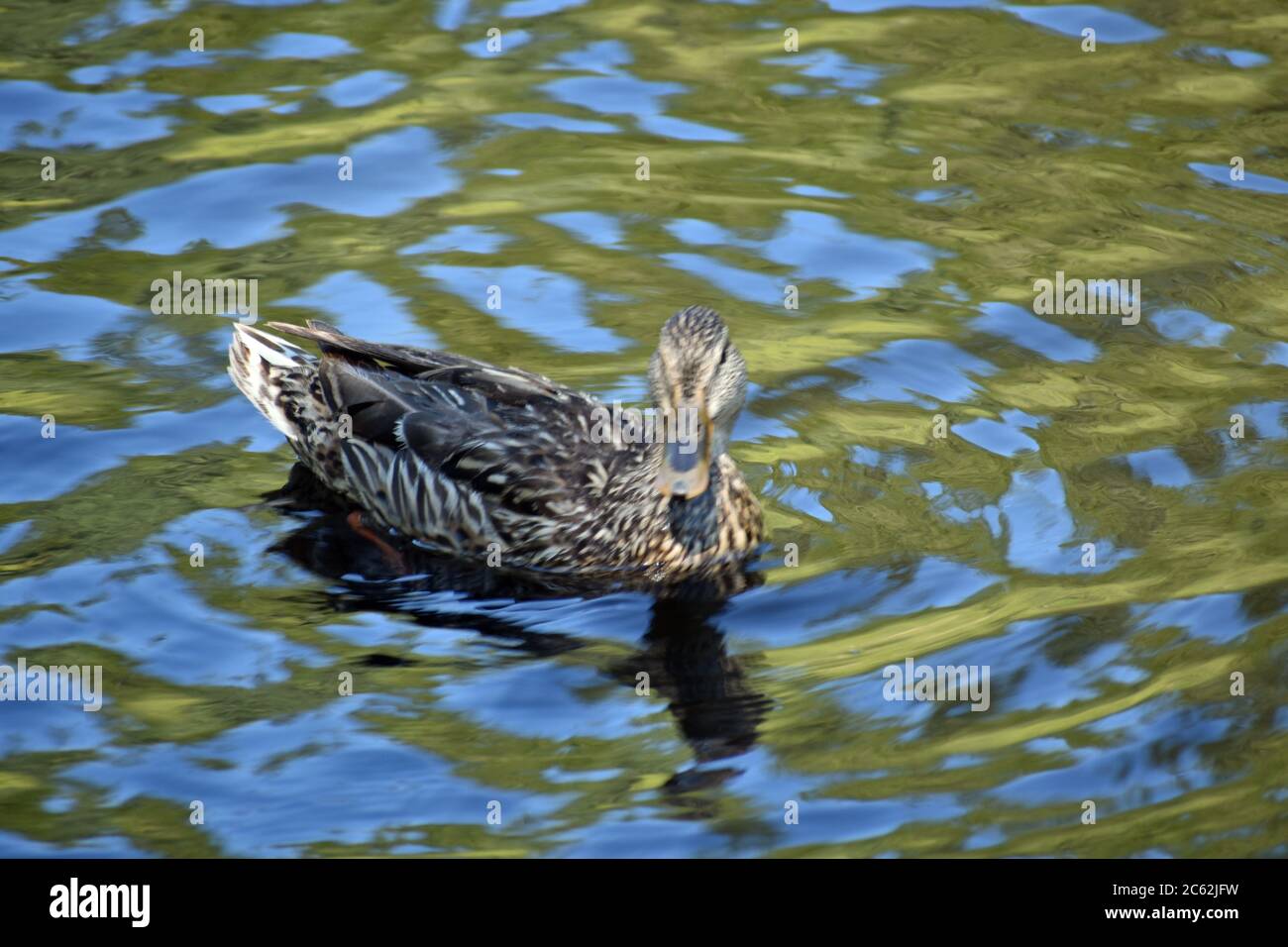 Teal Feather Mallard Duck Stock Photo - Alamy