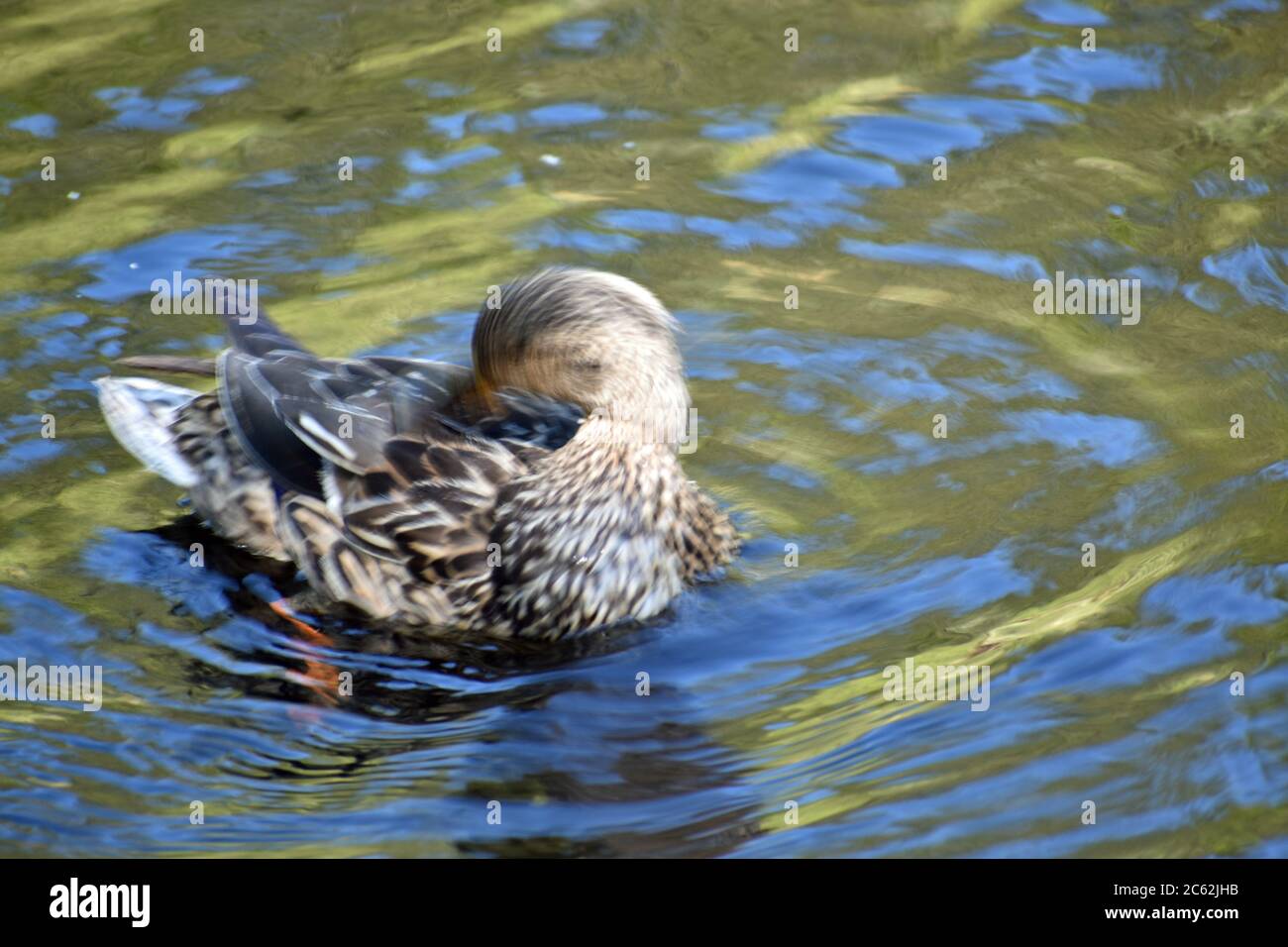 Teal Feather Mallard Duck Stock Photo - Alamy