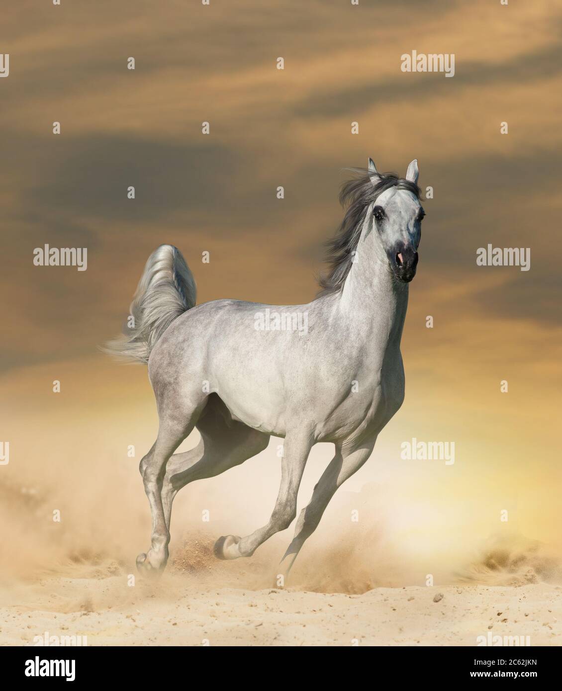Beautiful arabian horse in desert runninf wild Stock Photo - Alamy