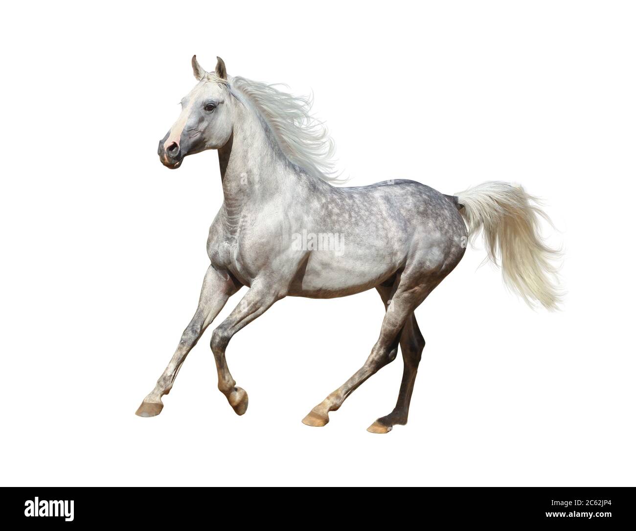 Arabian stallion isolated over a white background Stock Photo - Alamy