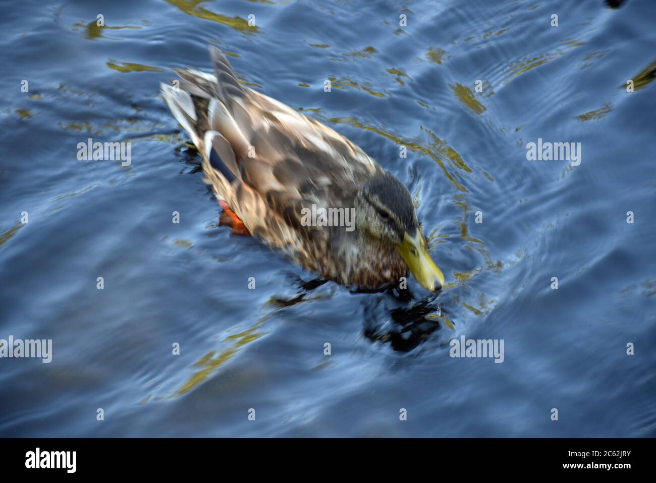 Teal Feather Mallard Duck Stock Photo - Alamy