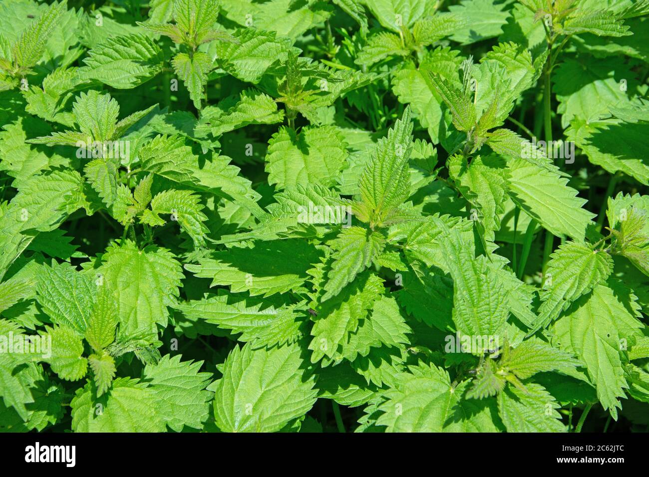 Large nettle, Urtica dioica, in a close-up Stock Photo - Alamy